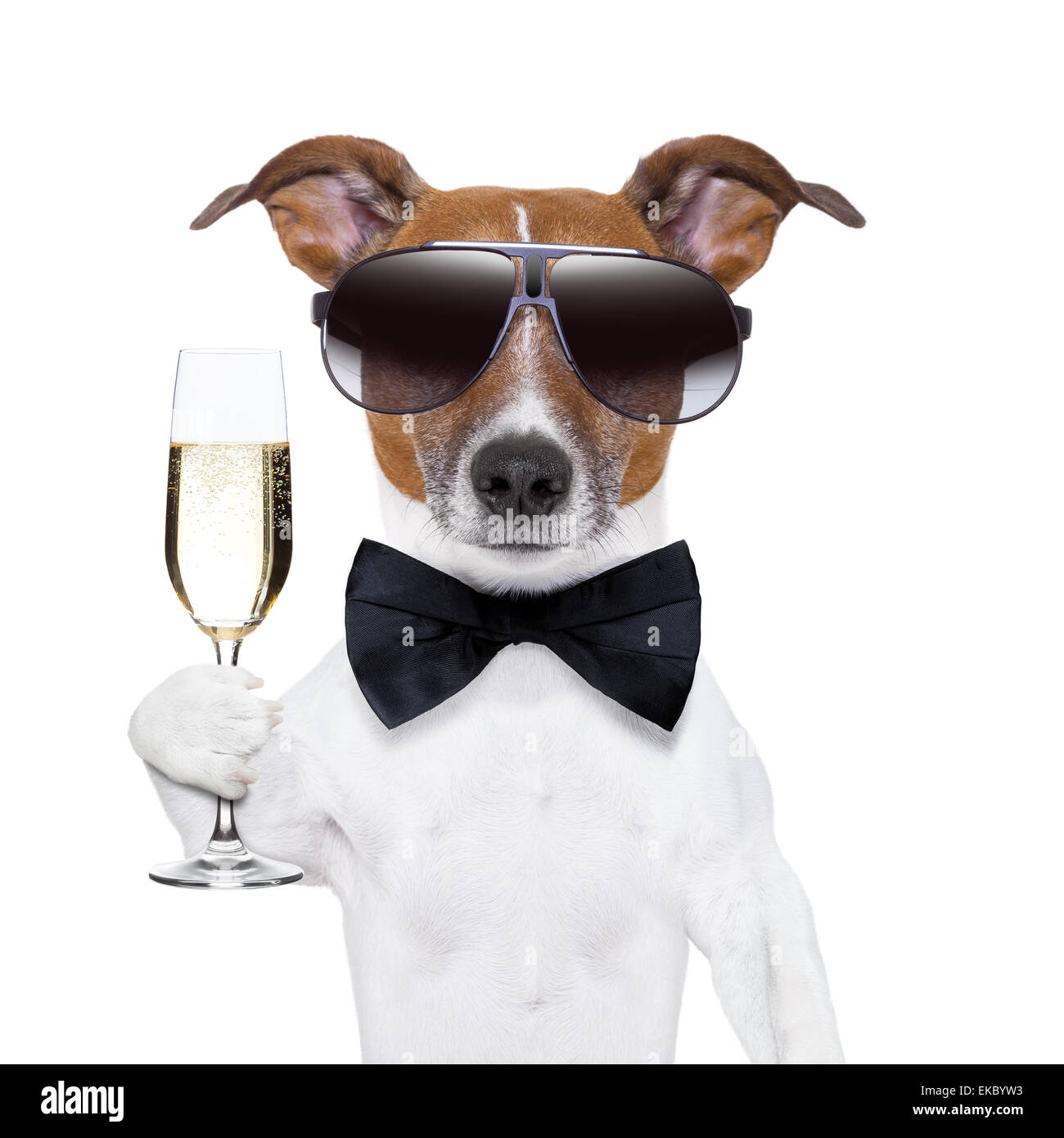 New service dog hi-res stock photography and images - Alamy