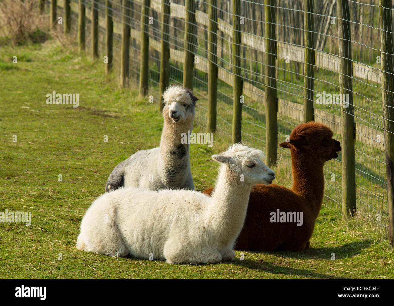 Group lying hi-res stock photography and images - Alamy