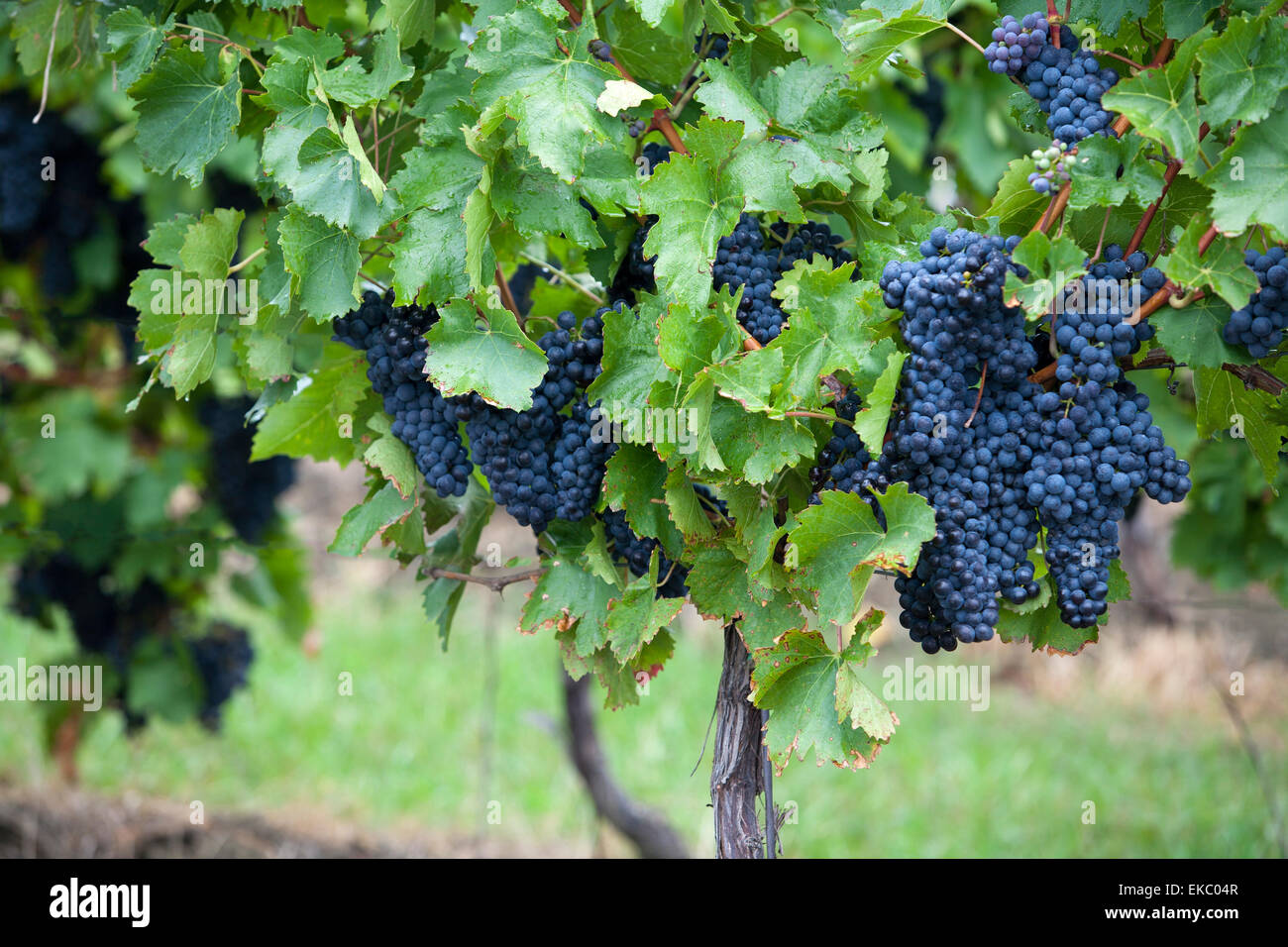 Sovignon hi-res stock photography and images - Alamy
