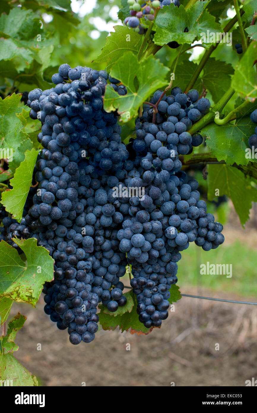 grapes of black vine Stock Photo - Alamy