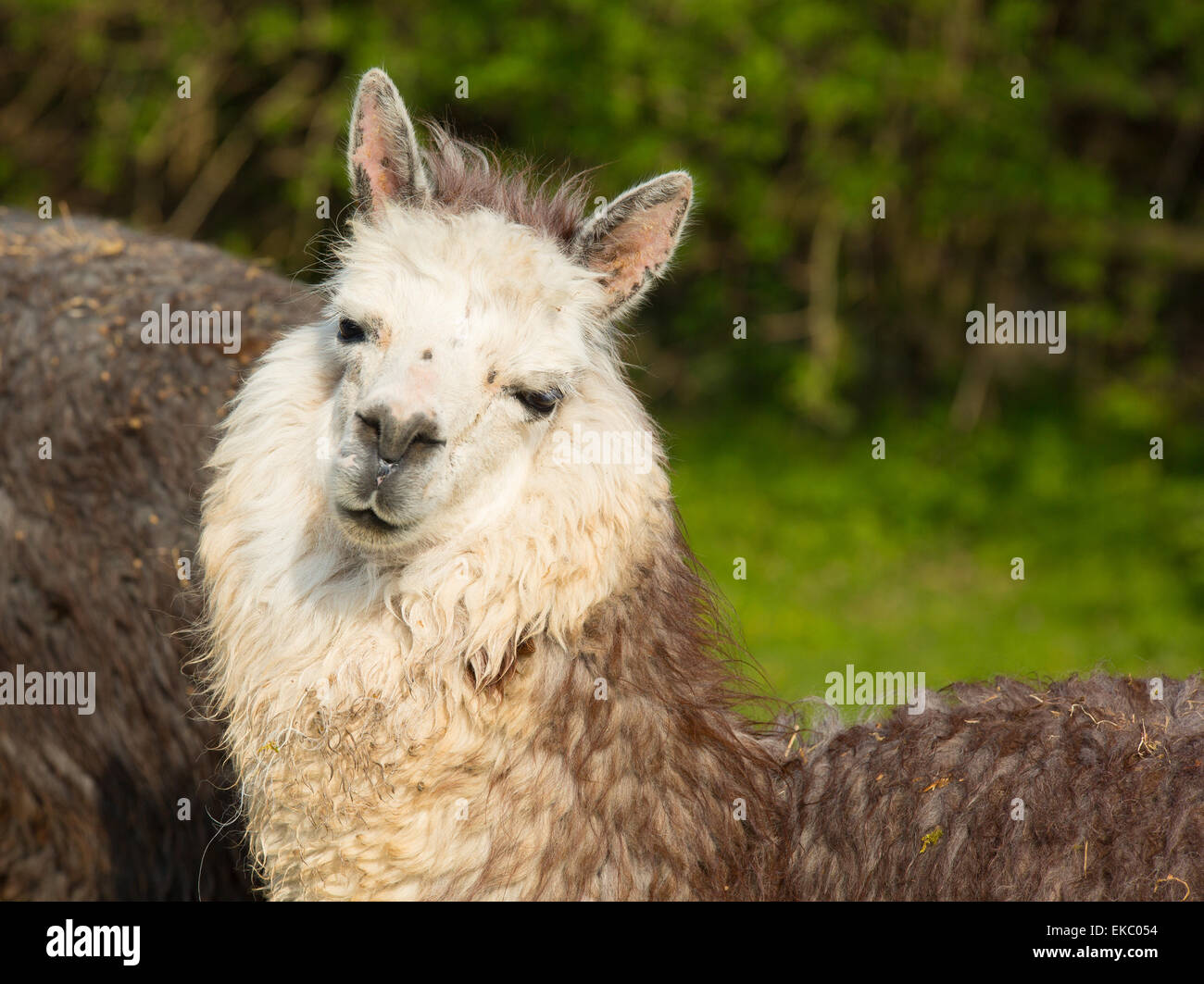 Alpaca South American camelid resembles small llama with coat used for ...