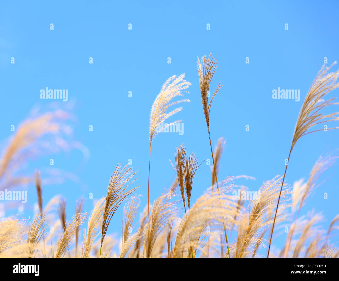 grass in autumn Stock Photo - Alamy