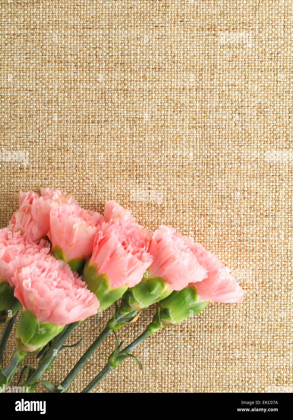 Carnation pattern hi-res stock photography and images - Alamy