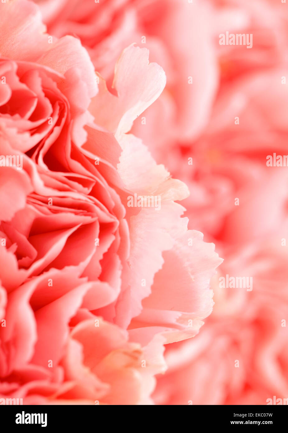 Pink carnation flower close up Stock Photo - Alamy