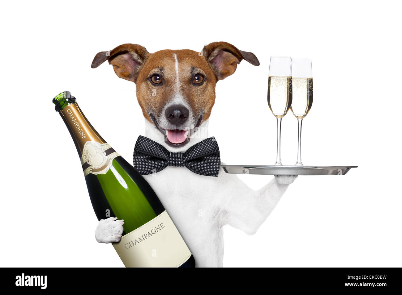 New service dog hi-res stock photography and images - Alamy