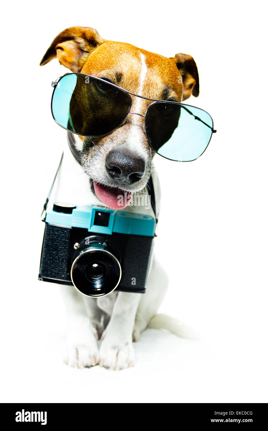 dog photo camera Stock Photo - Alamy