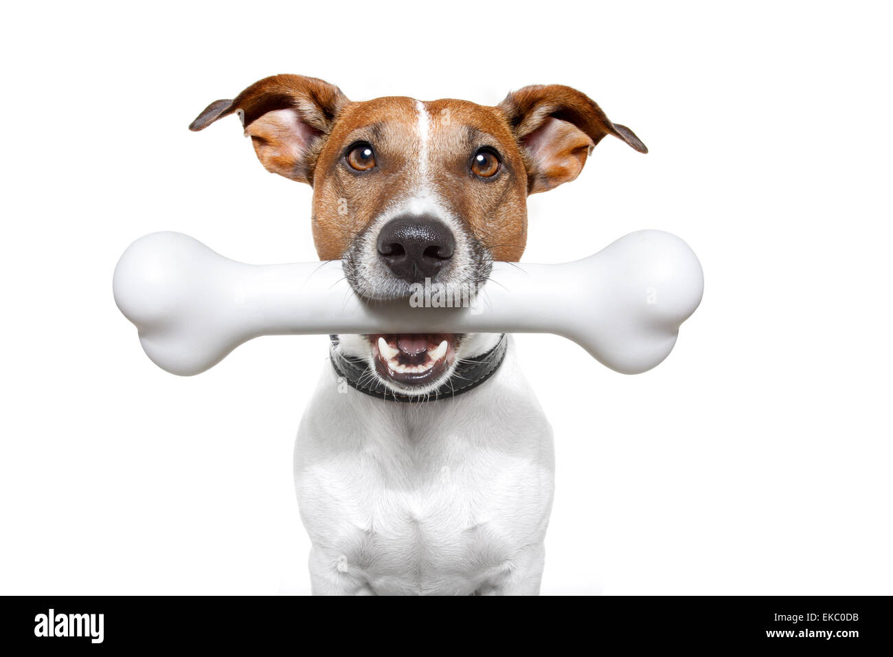 Dog bone background hi-res stock photography and images - Alamy