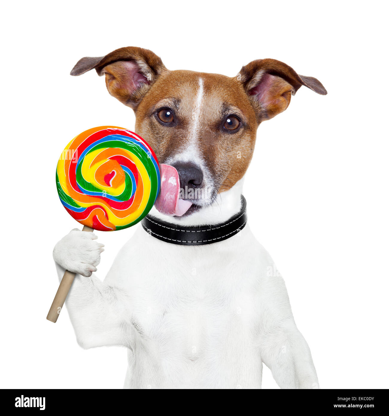 candy lollypop licking dog Stock Photo - Alamy