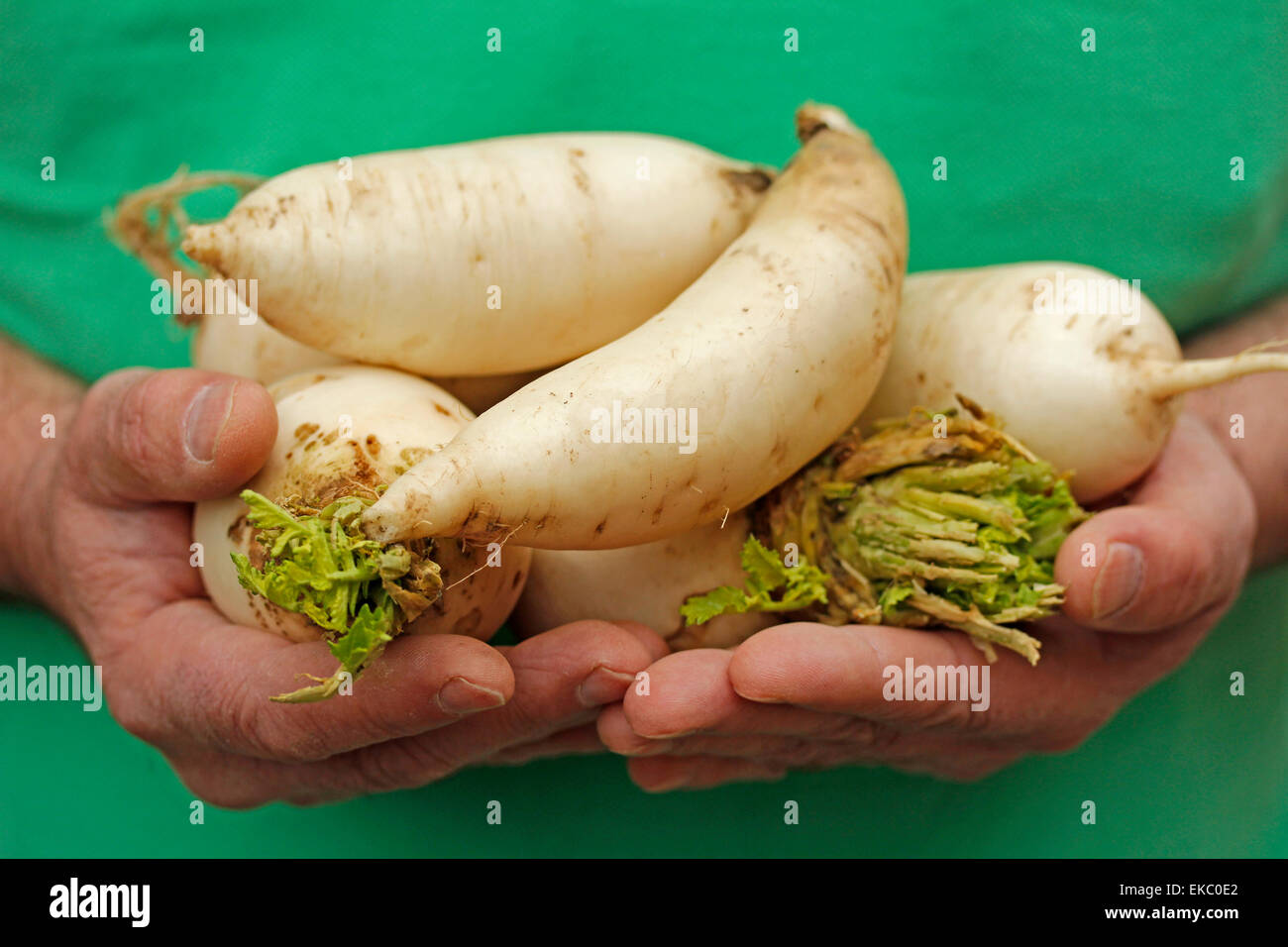 Hands holding turnips hi-res stock photography and images - Alamy