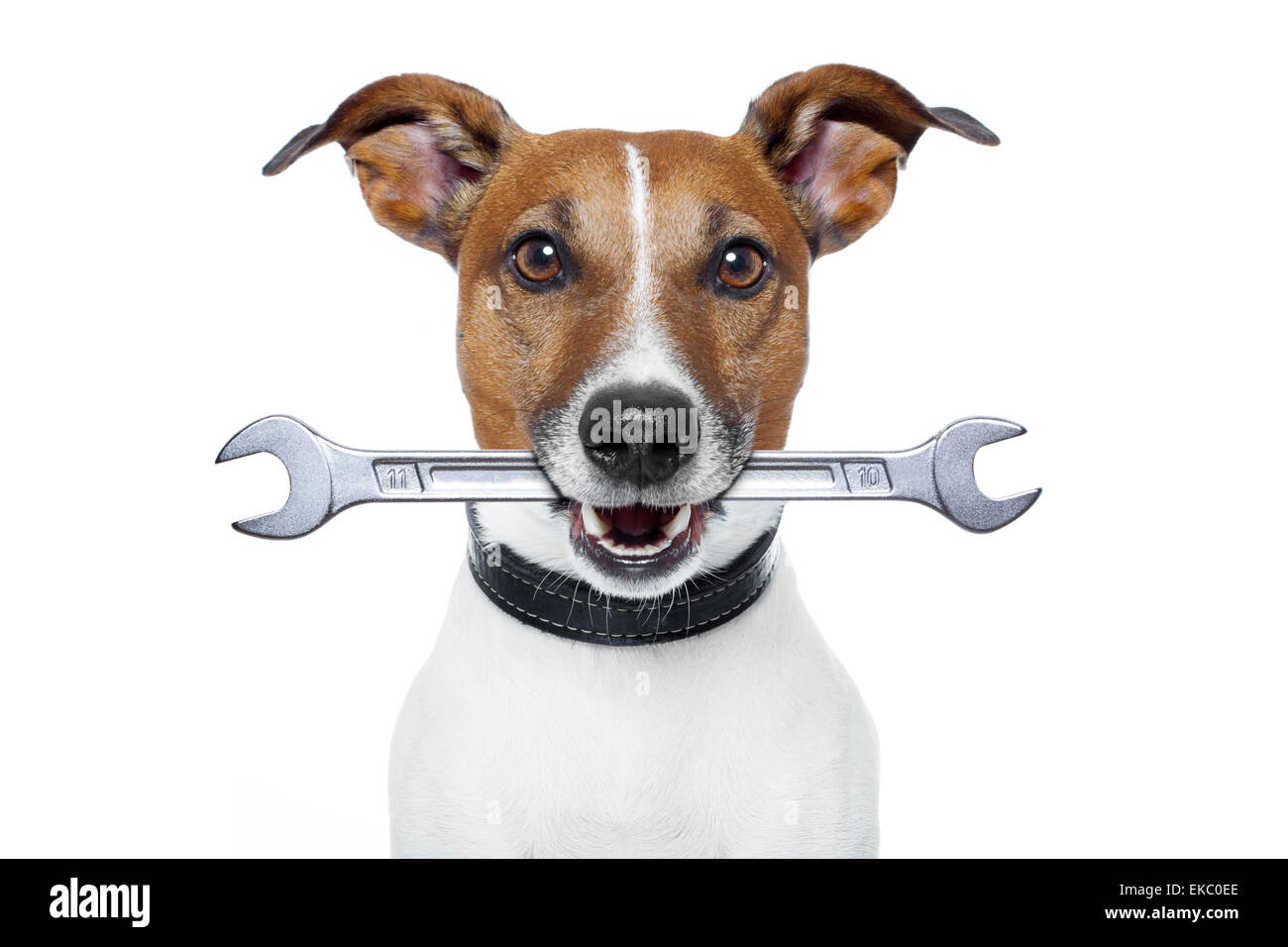 Builder dog hi-res stock photography and images - Alamy