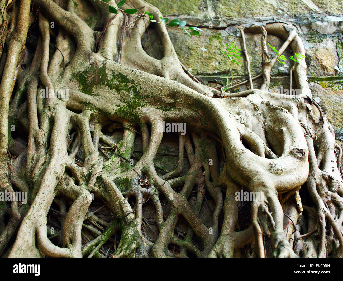 Root of tree covered old wall Stock Photo - Alamy
