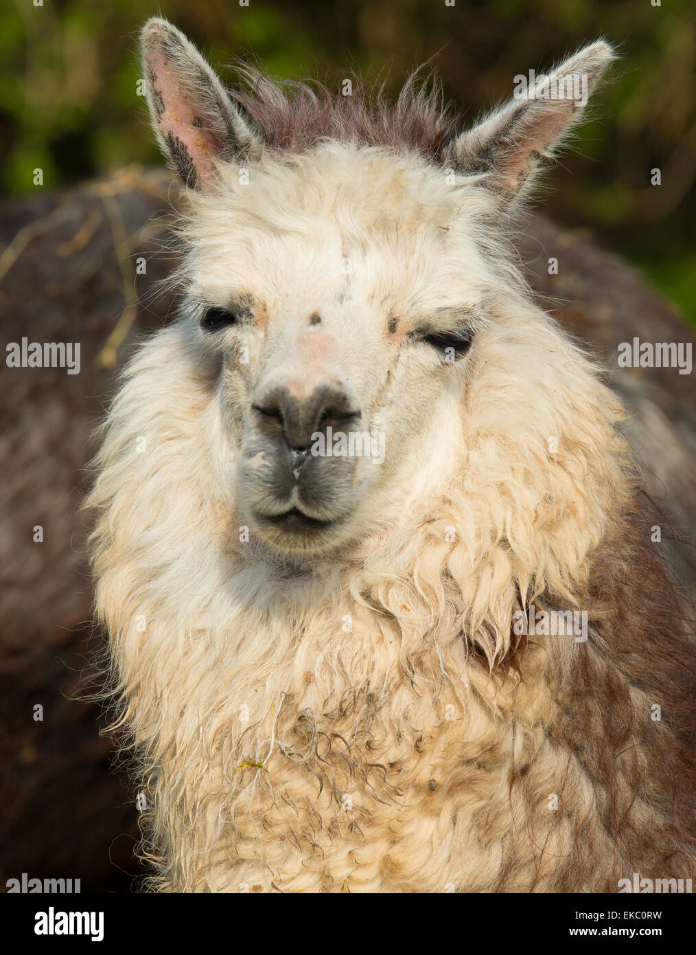 Alpaca portrait South American camelid resembles small llama with coat ...