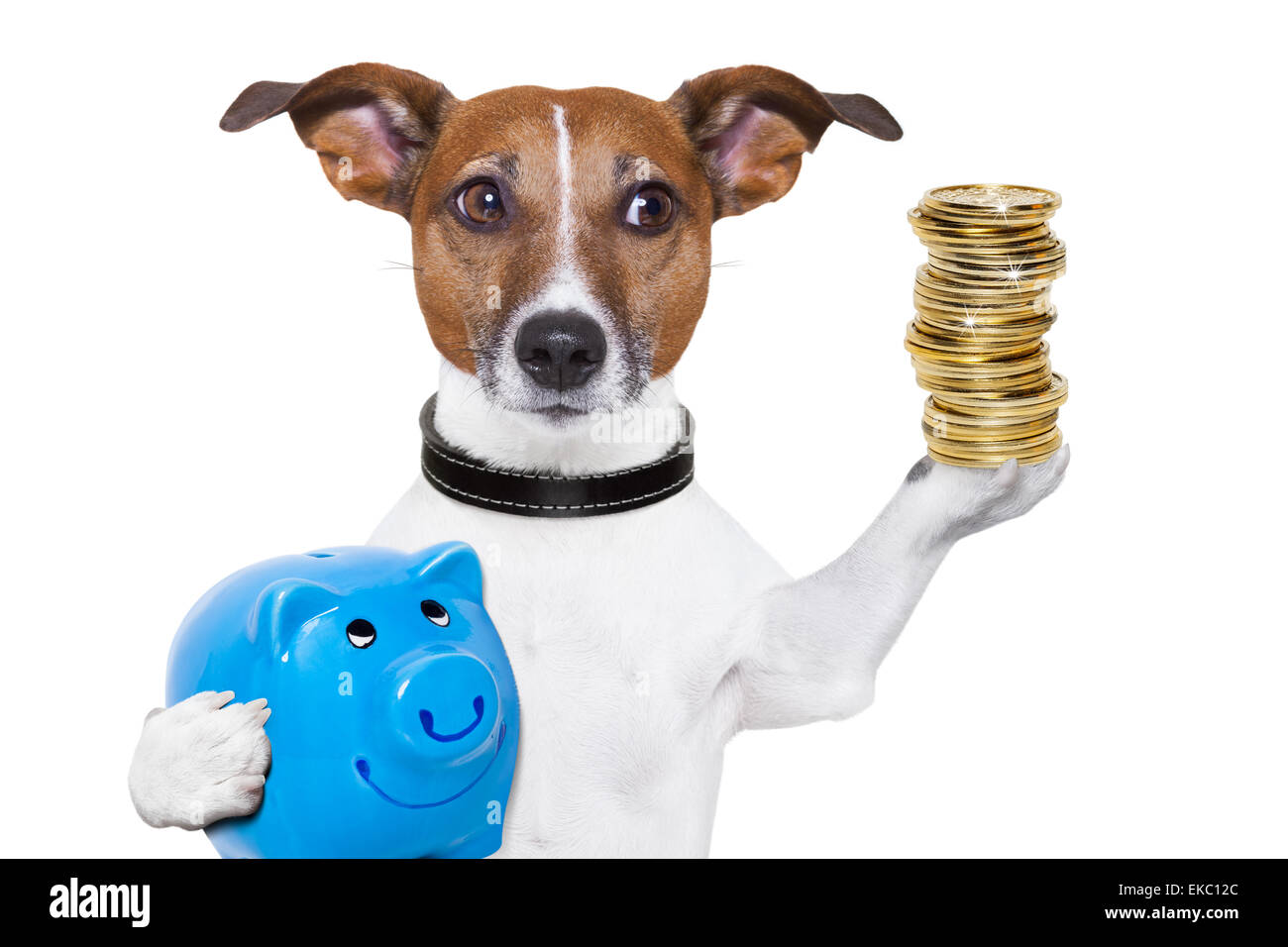 Dog funny money hi-res stock photography and images - Alamy