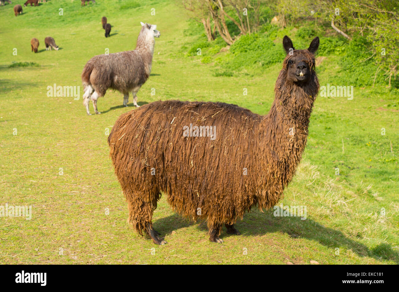 Hairy Alpaca brown shaggy coat South American camelid resembles small ...