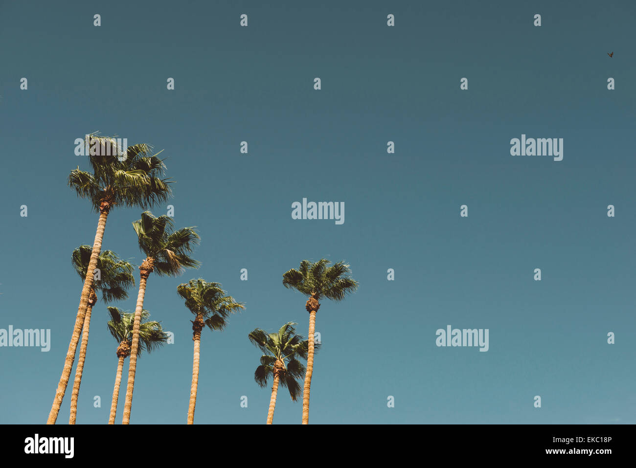 Palm trees and blue sky, Palm Springs, California, USA Stock Photo - Alamy