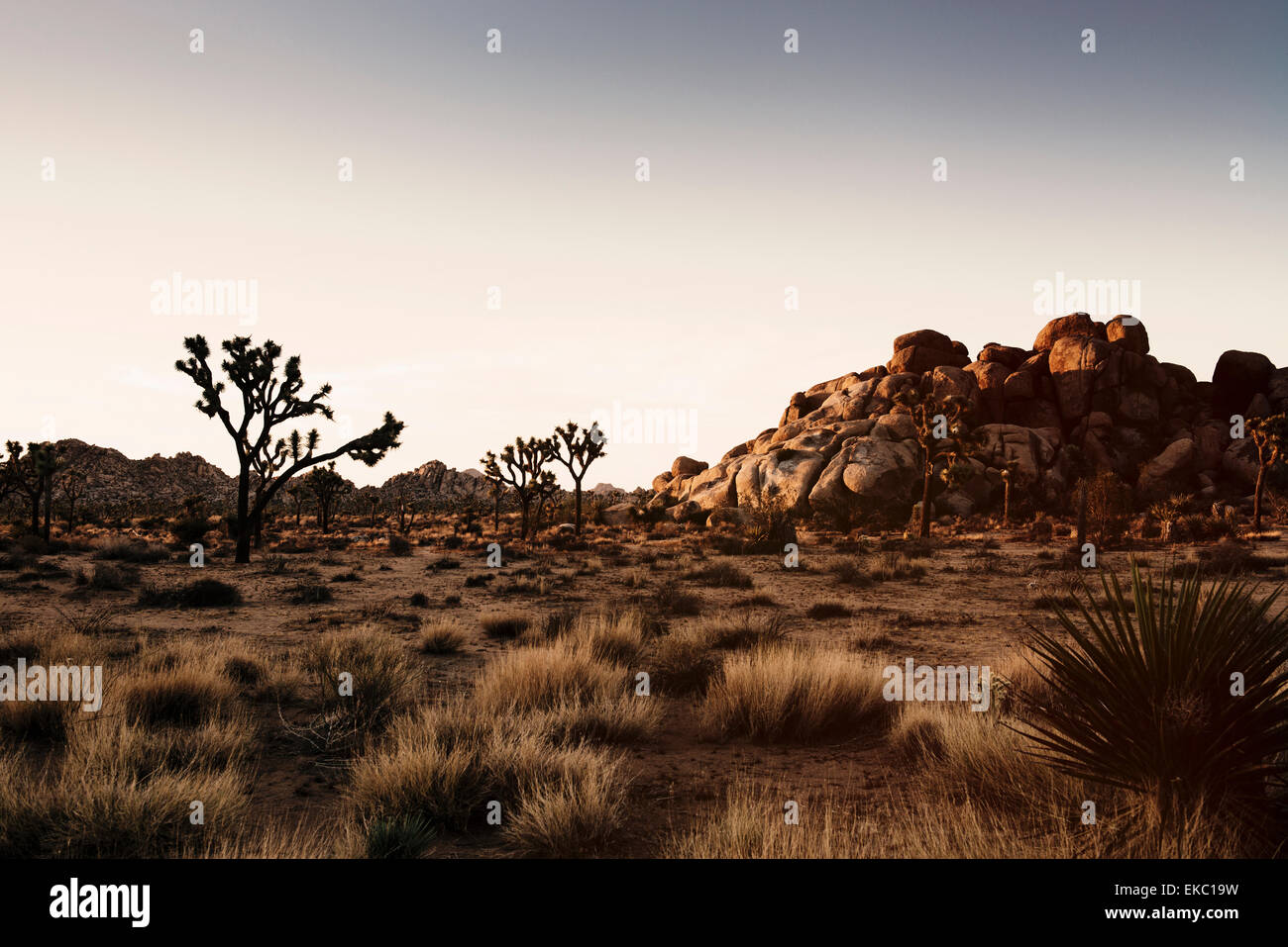 Rock formation and joshua trees at dusk, Joshua Tree National Park ...