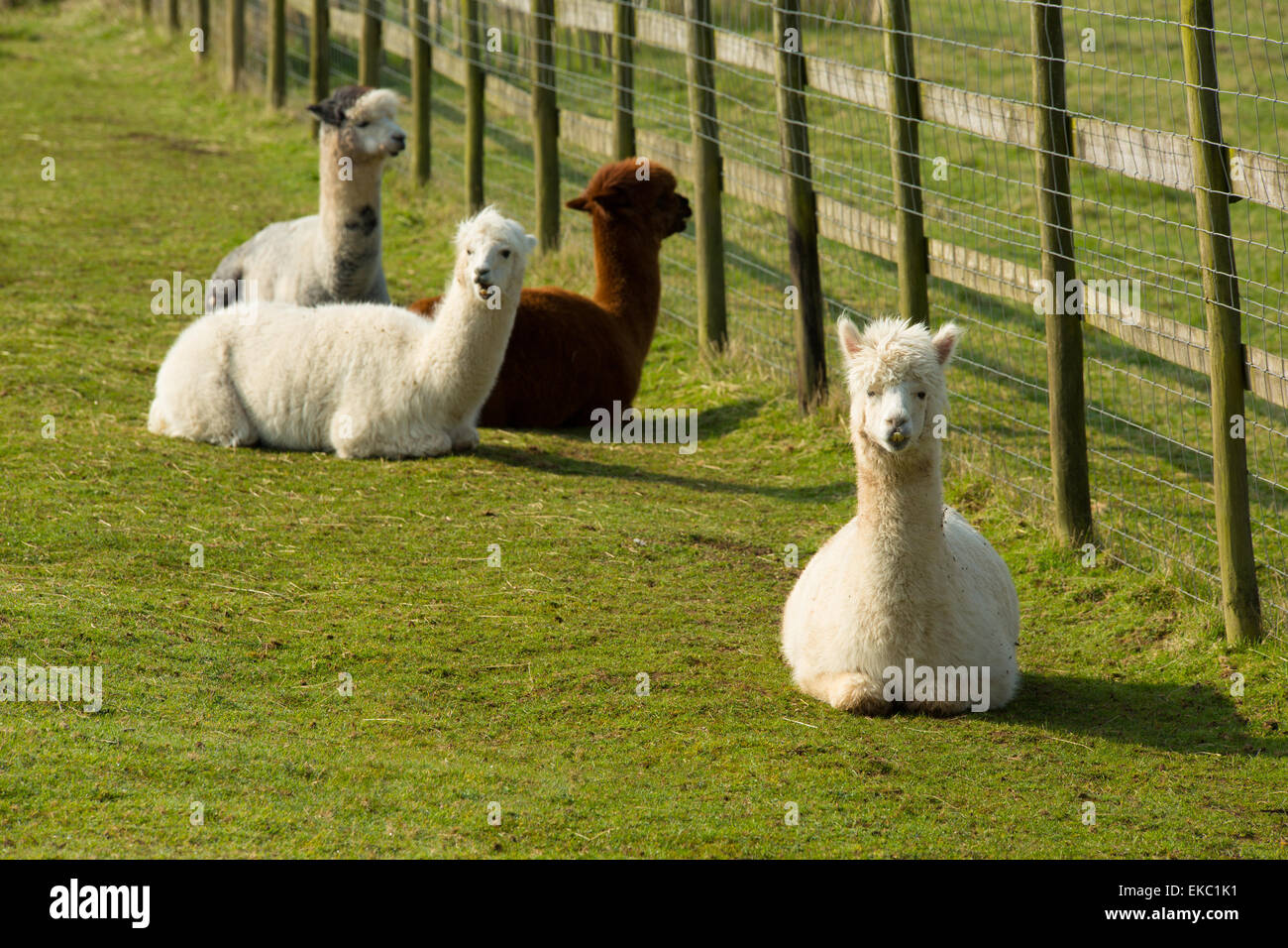 Alpaca group lying resting in field South American camelid resembles ...