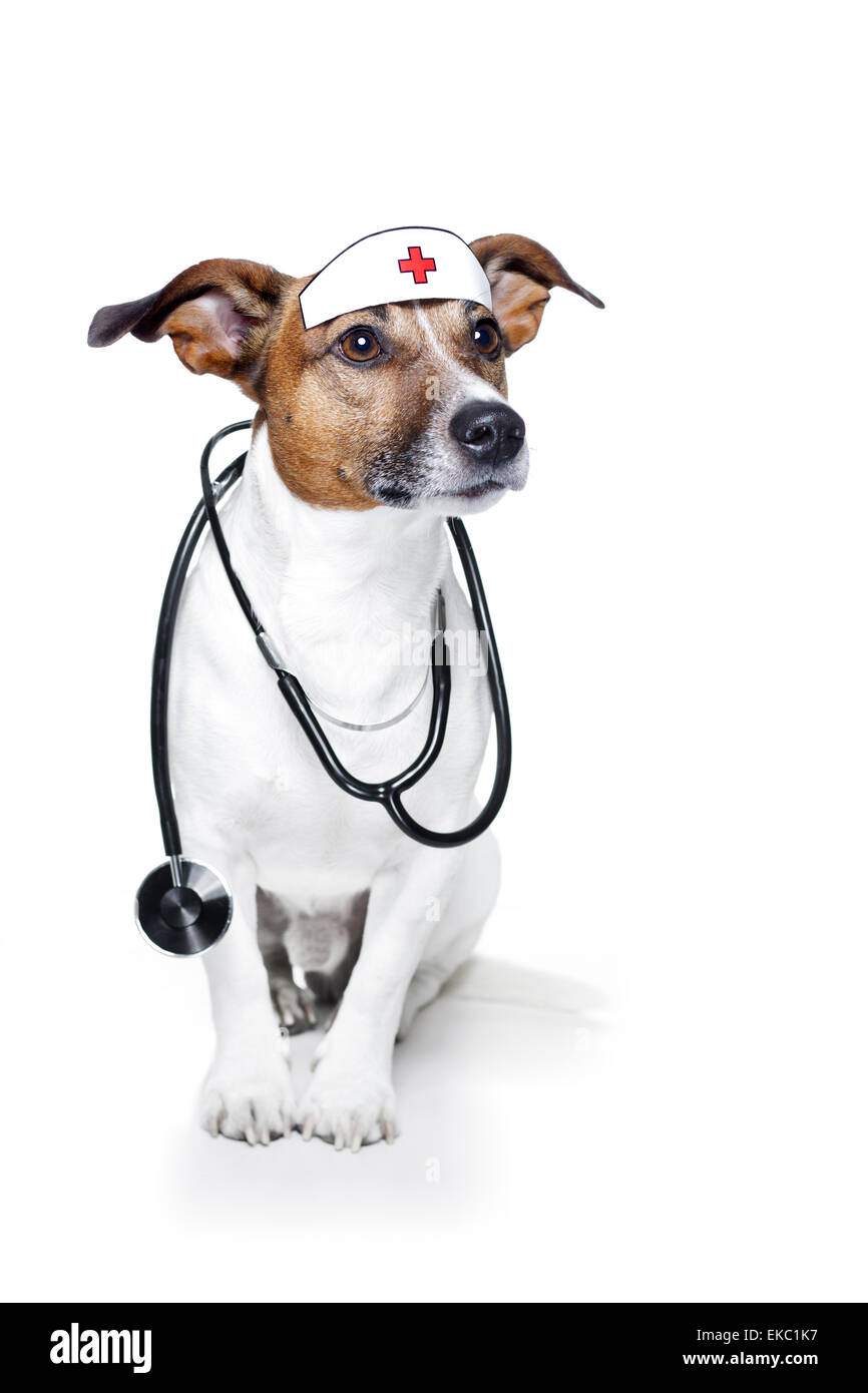 medical doctor dog Stock Photo - Alamy