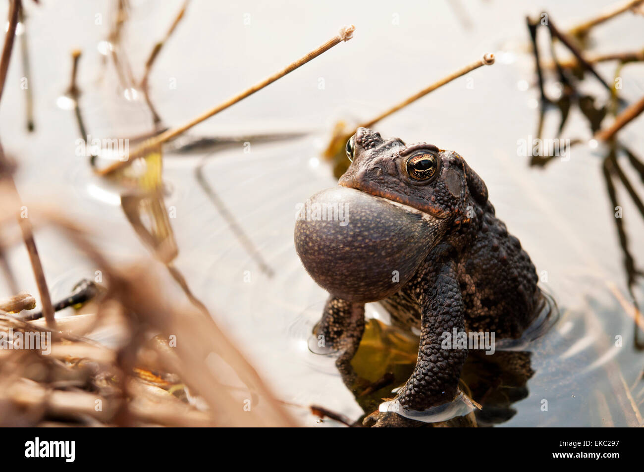 Bullfrog hi-res stock photography and images - Alamy