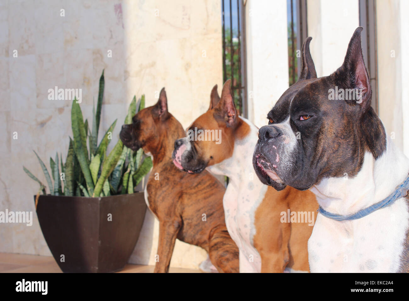 Boxer dog cropped ears hi-res stock photography and images - Alamy