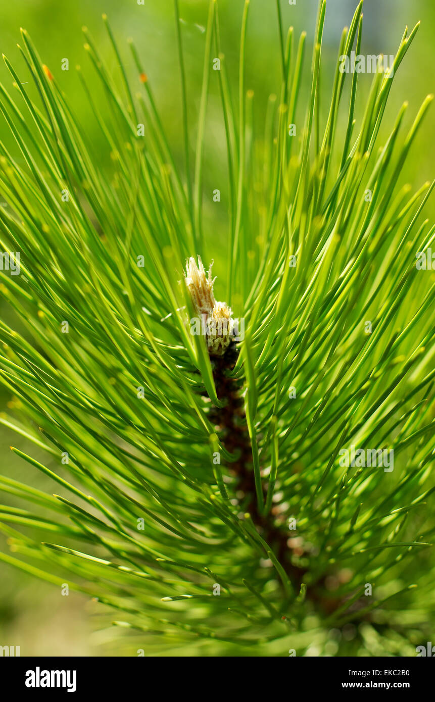 Scots fir tree hi-res stock photography and images - Alamy
