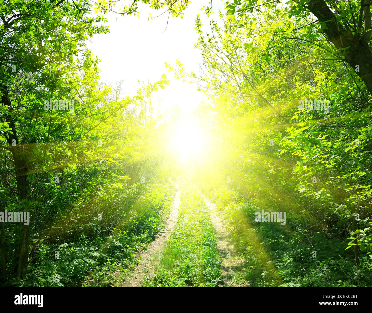 Road and sunlight Stock Photo - Alamy