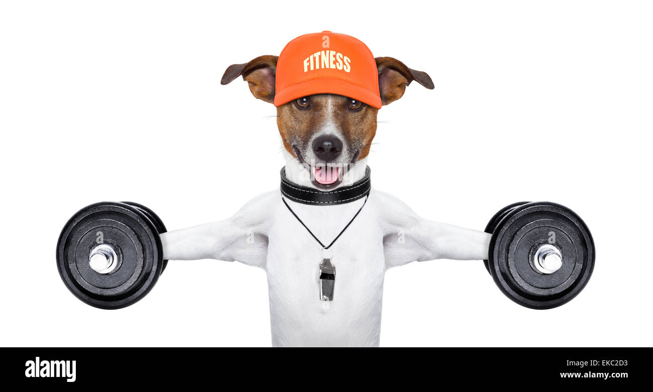 Bodybuilder dog hi-res stock photography and images - Alamy