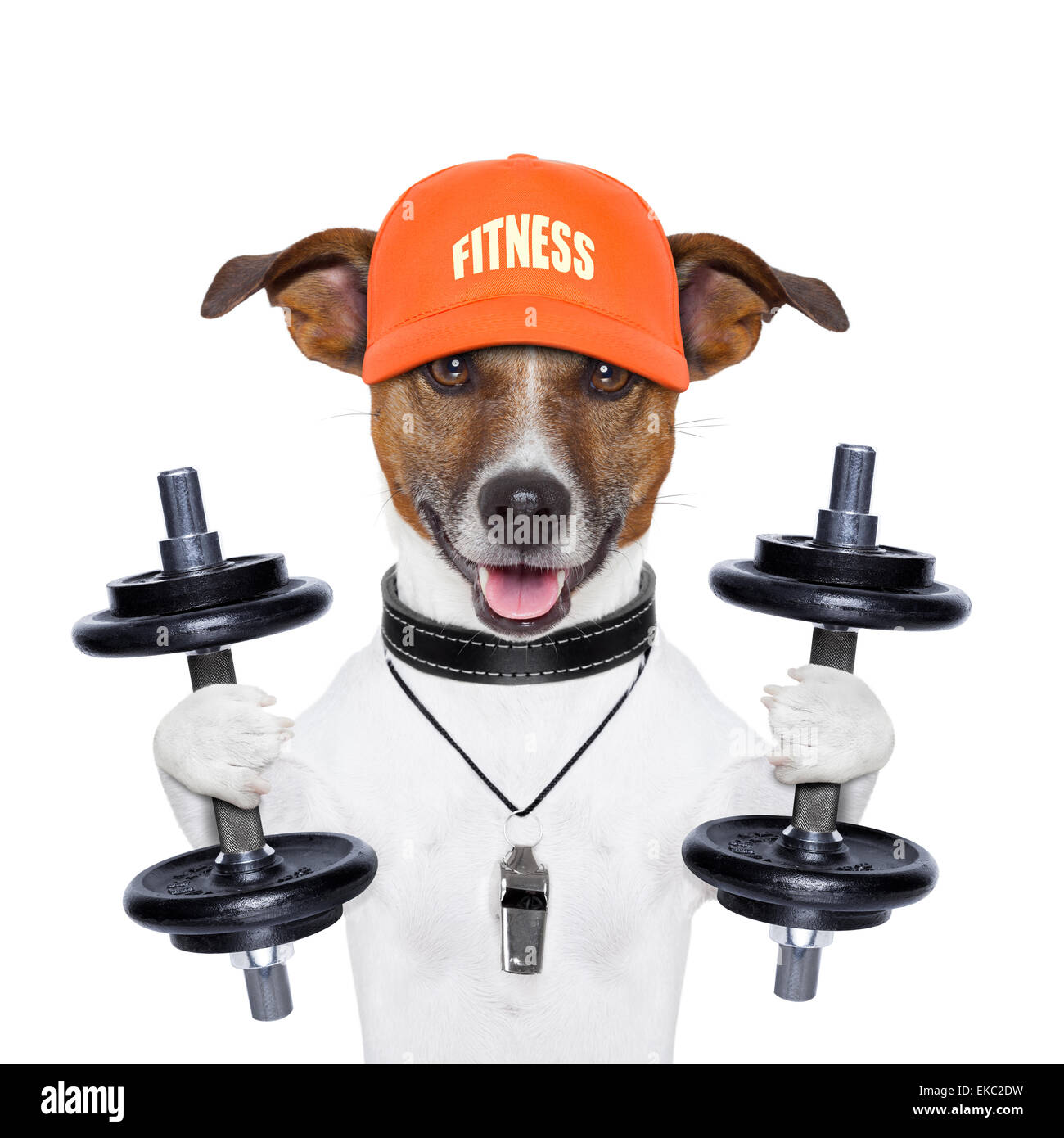 funny fitness dog Stock Photo - Alamy