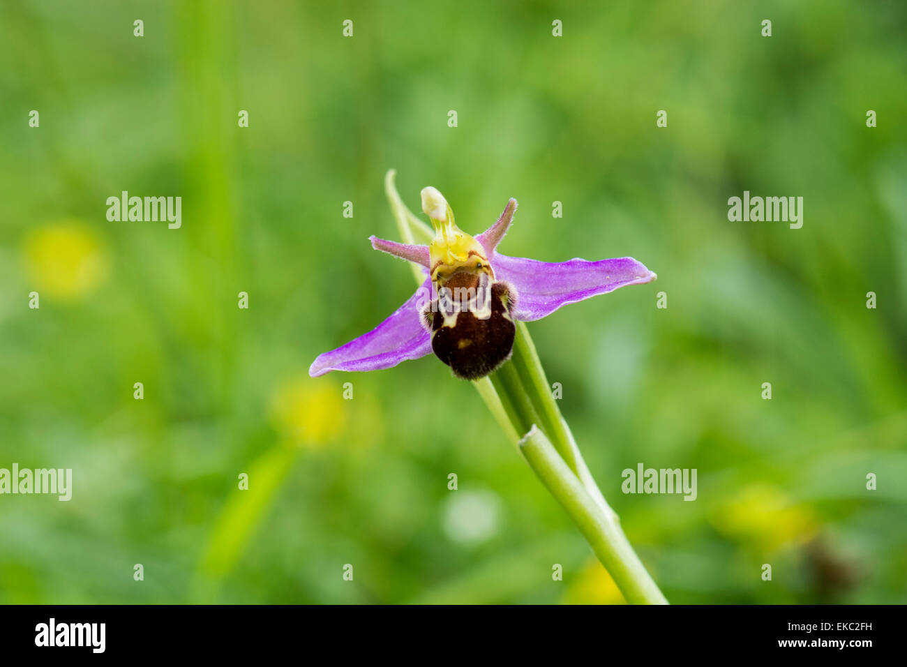 Bee Orchid Ophrys apifera - Cressbrook Dale National Nature Reserve ...