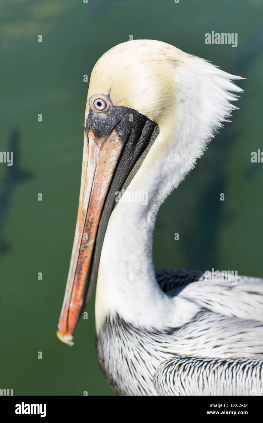 Pelican fish hi-res stock photography and images - Alamy