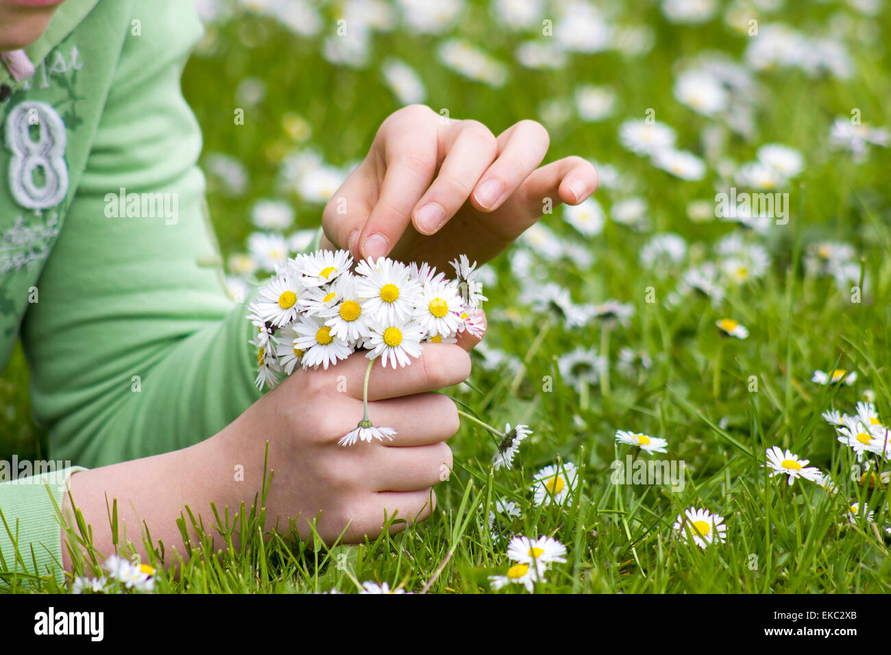 young girl picking daisies Stock Photo - Alamy