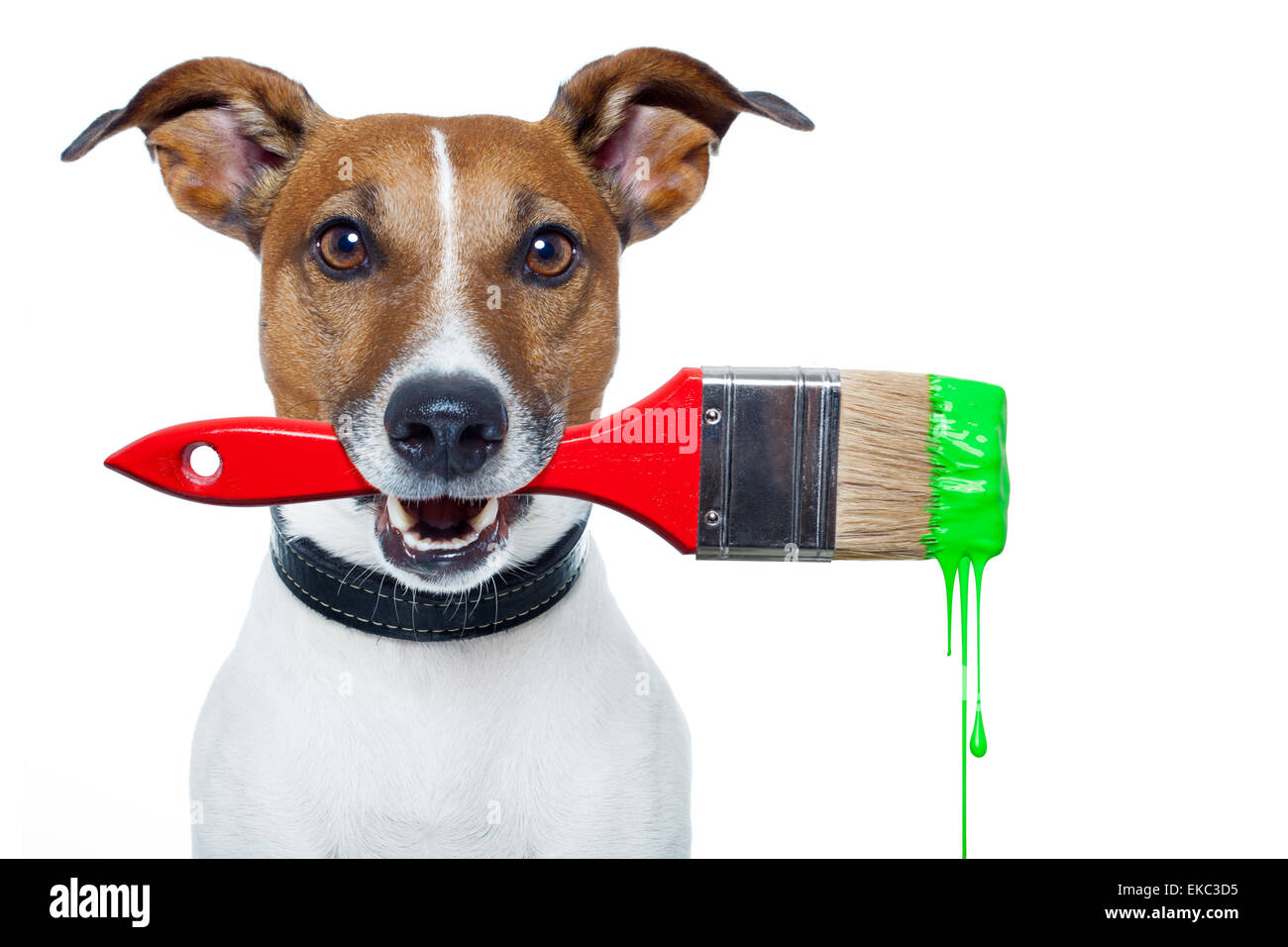 Dog paint brush hi-res stock photography and images - Alamy