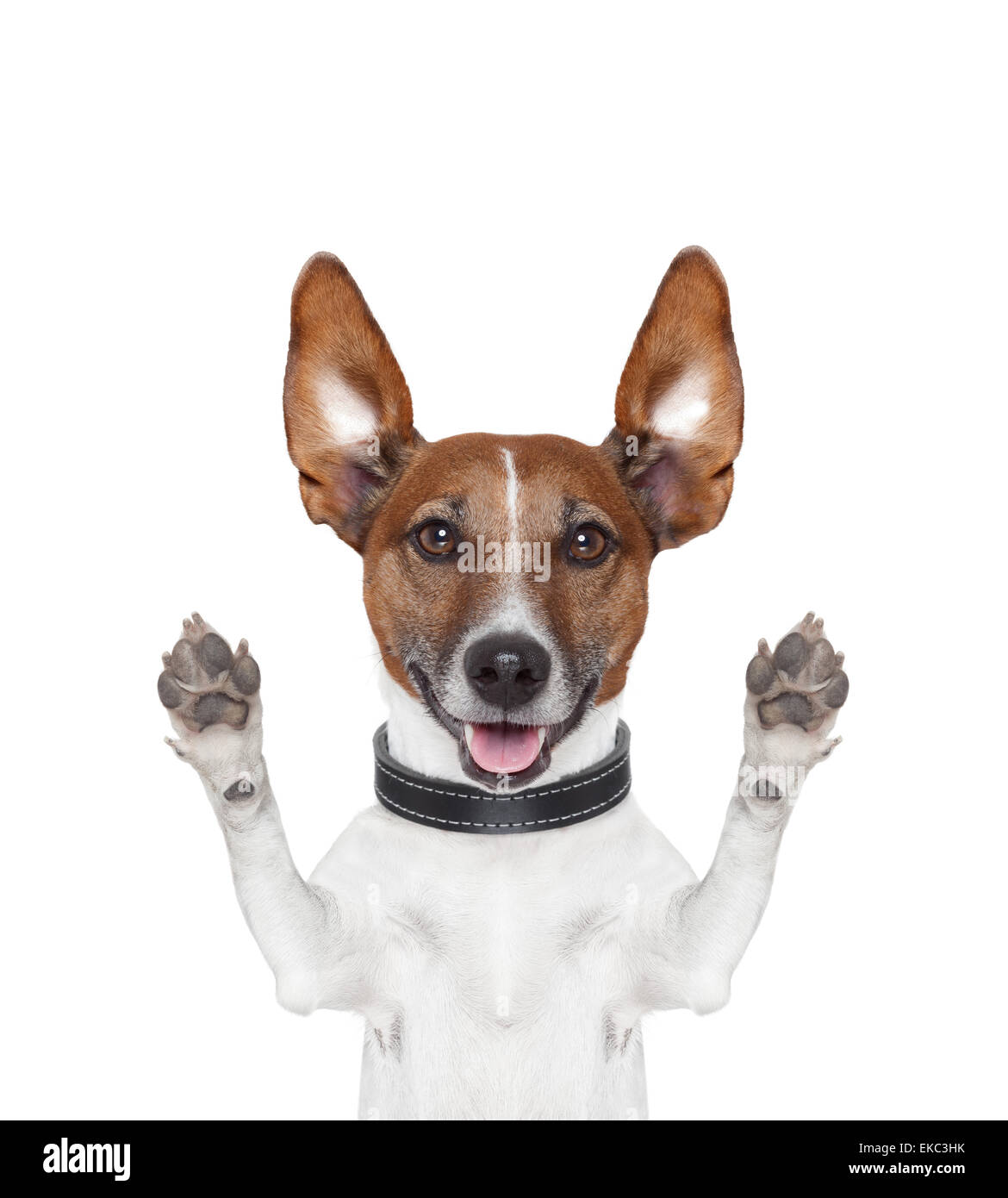 silly crazy paws up dog Stock Photo - Alamy