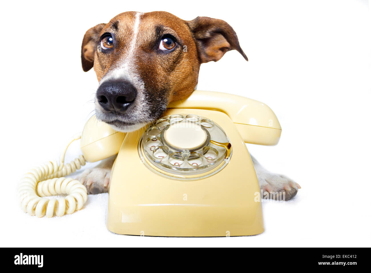 dog phone call Stock Photo - Alamy