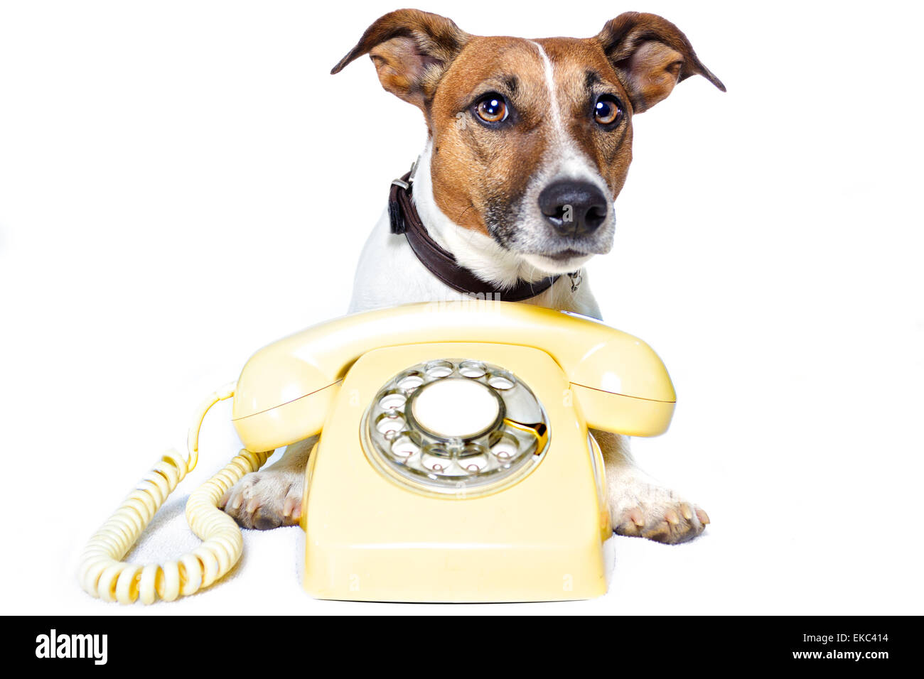 dog phone call Stock Photo - Alamy