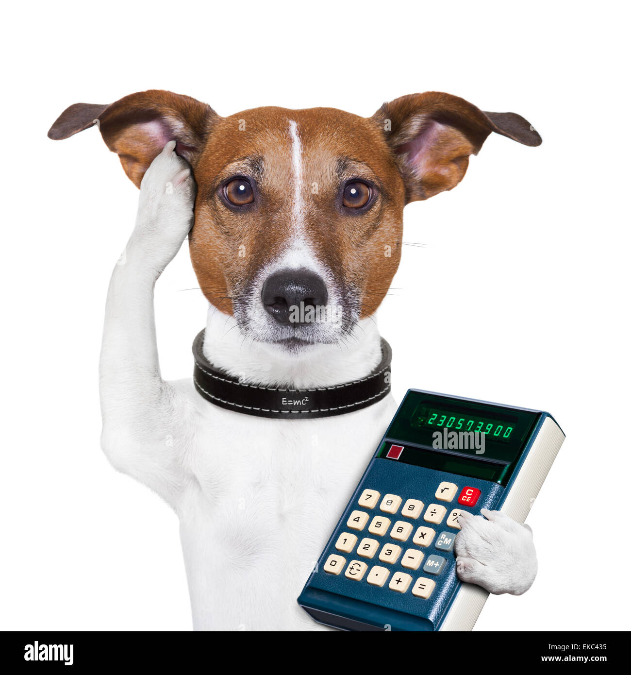 Successful dog accountant Stock Photo - Alamy