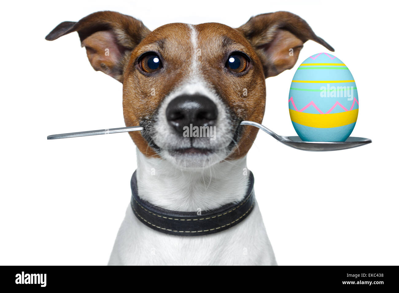 Spoon dog hi-res stock photography and images - Alamy
