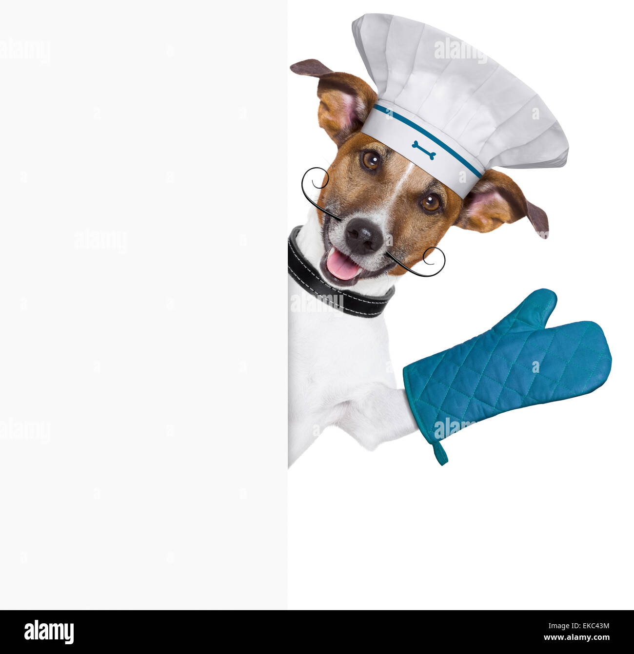 dog cook chef banner Stock Photo - Alamy