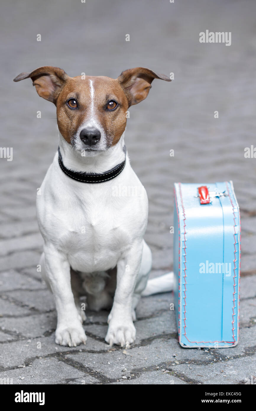 Orphan dog hi-res stock photography and images - Alamy