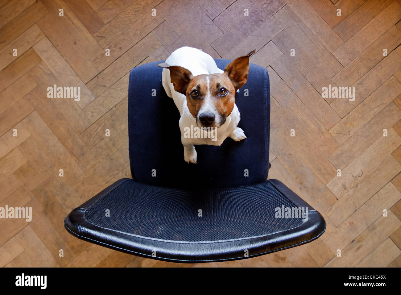 Loss of pet and sad hi-res stock photography and images - Alamy