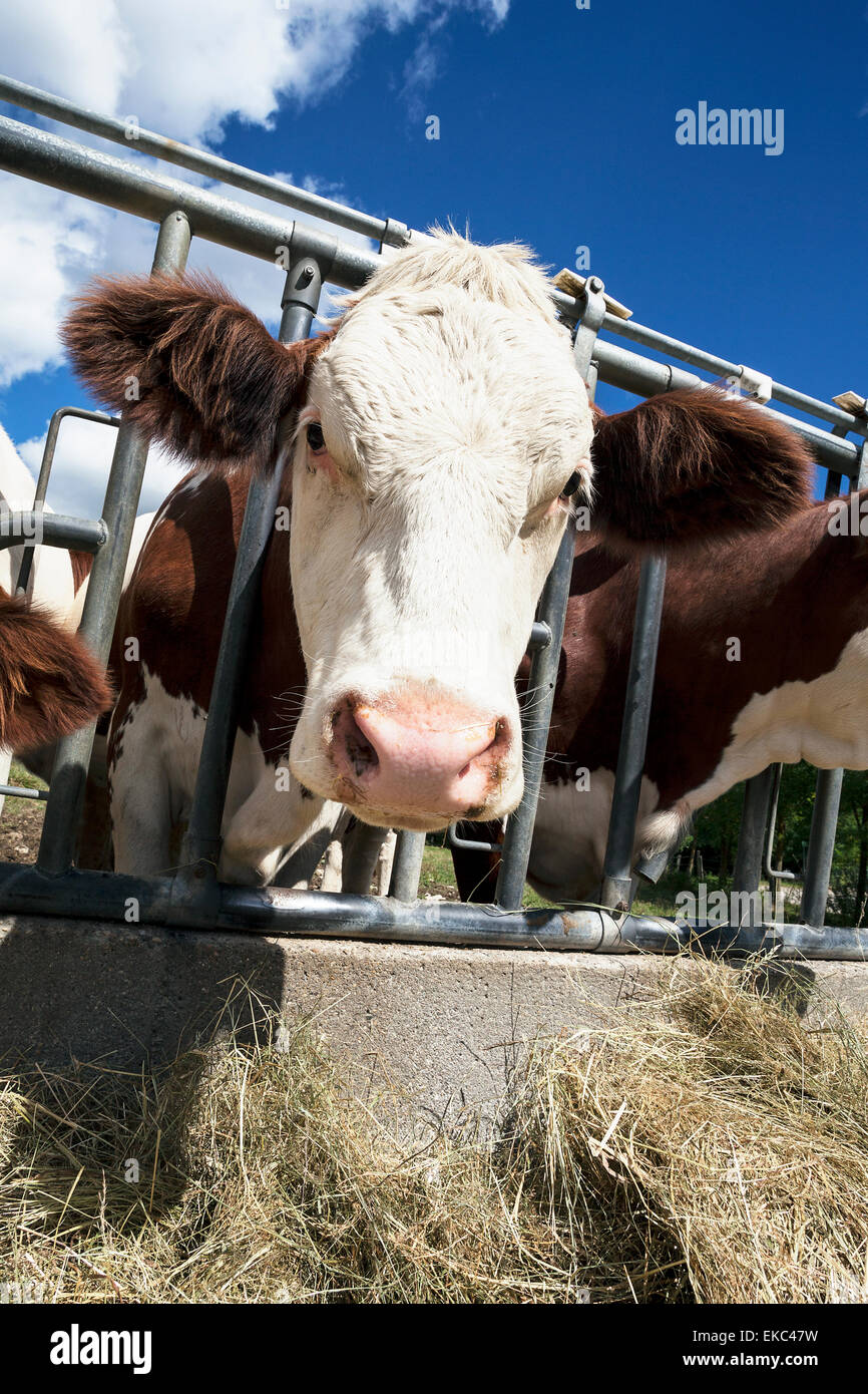 Big cow head hi-res stock photography and images - Alamy