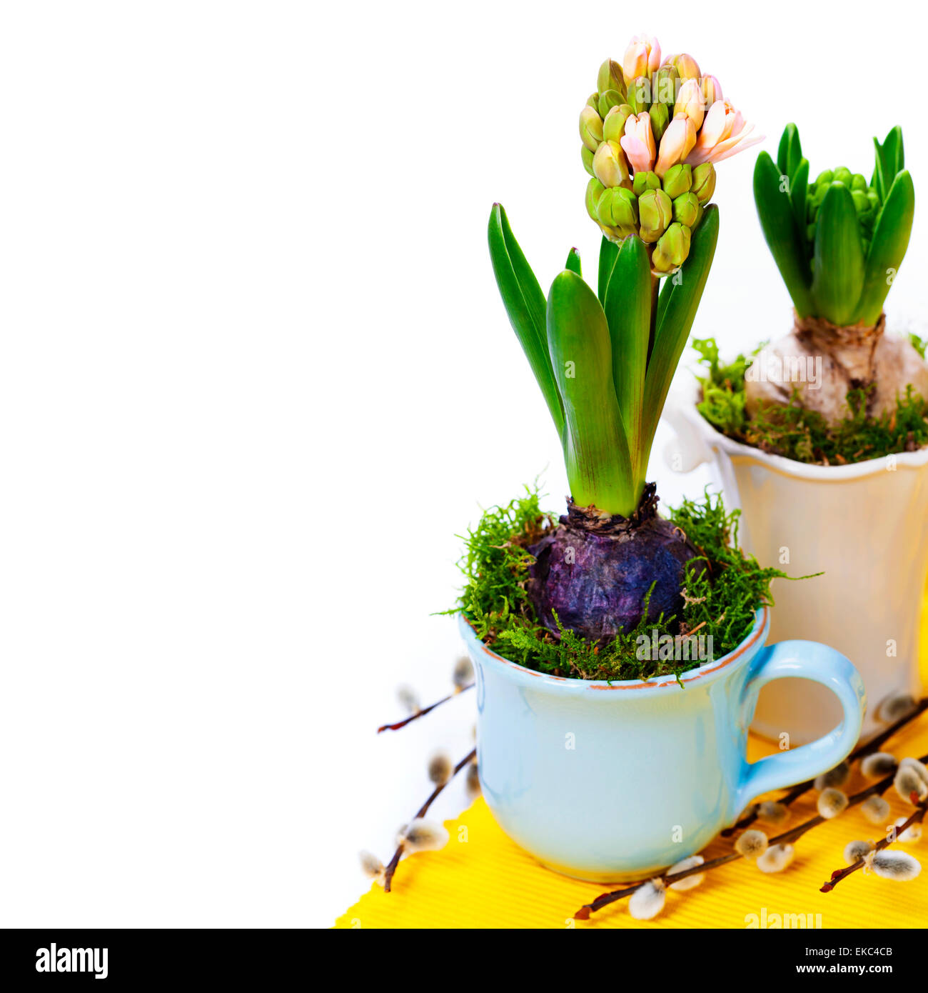 Beautiful flowers in cups hi-res stock photography and images - Alamy