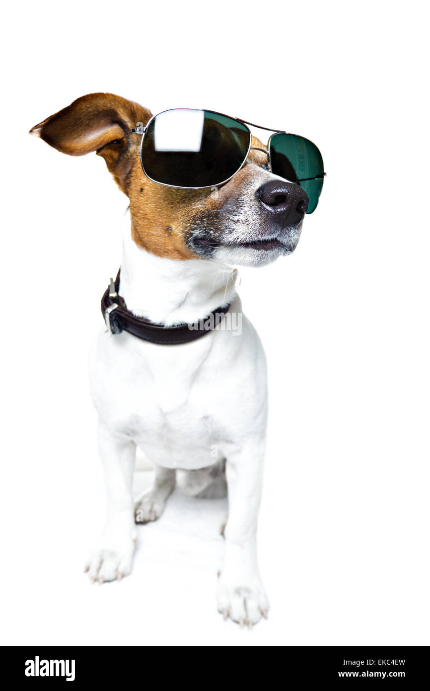 dog with funny shades Stock Photo - Alamy