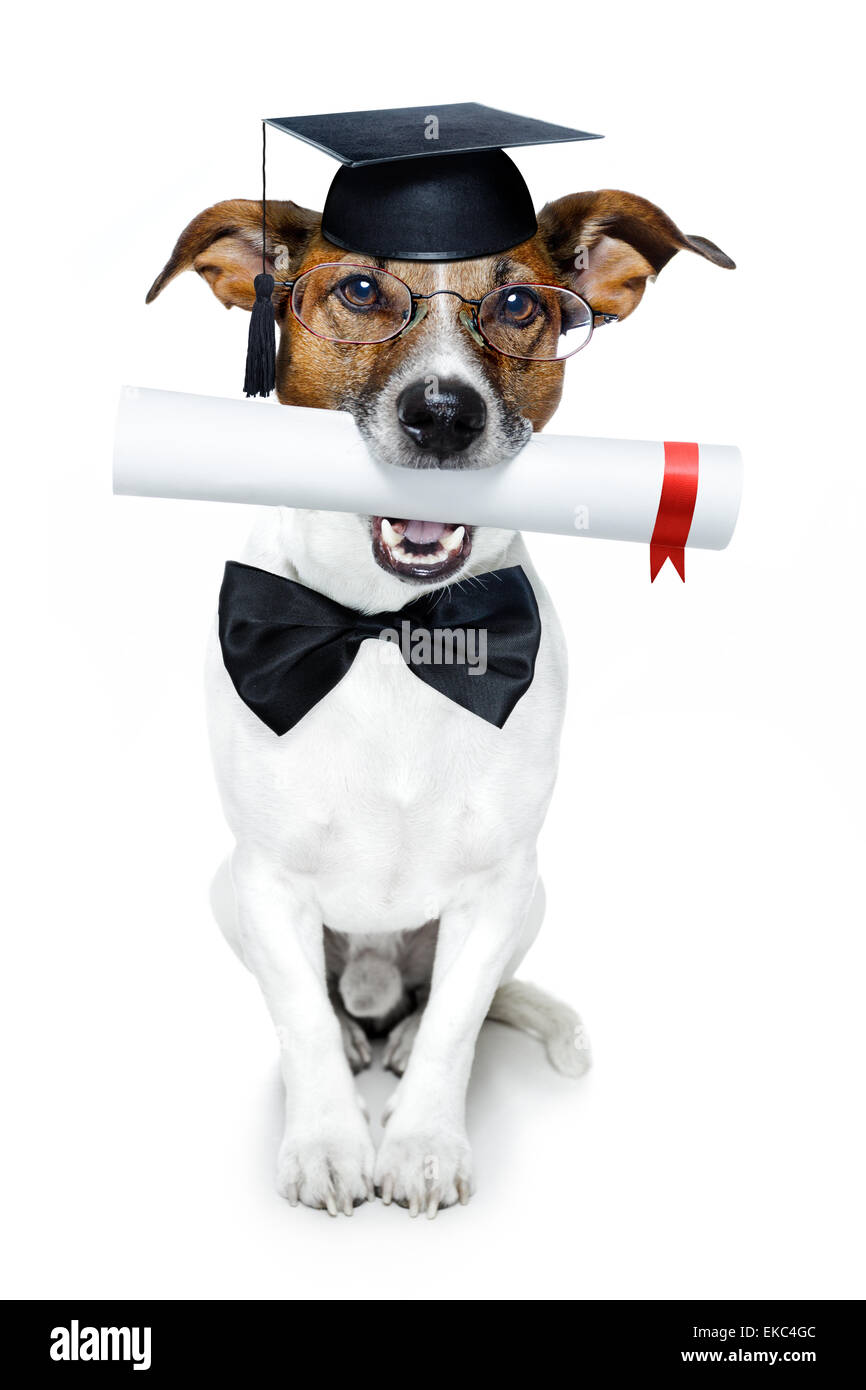 Focused graduate Cut Out Stock Images & Pictures - Alamy