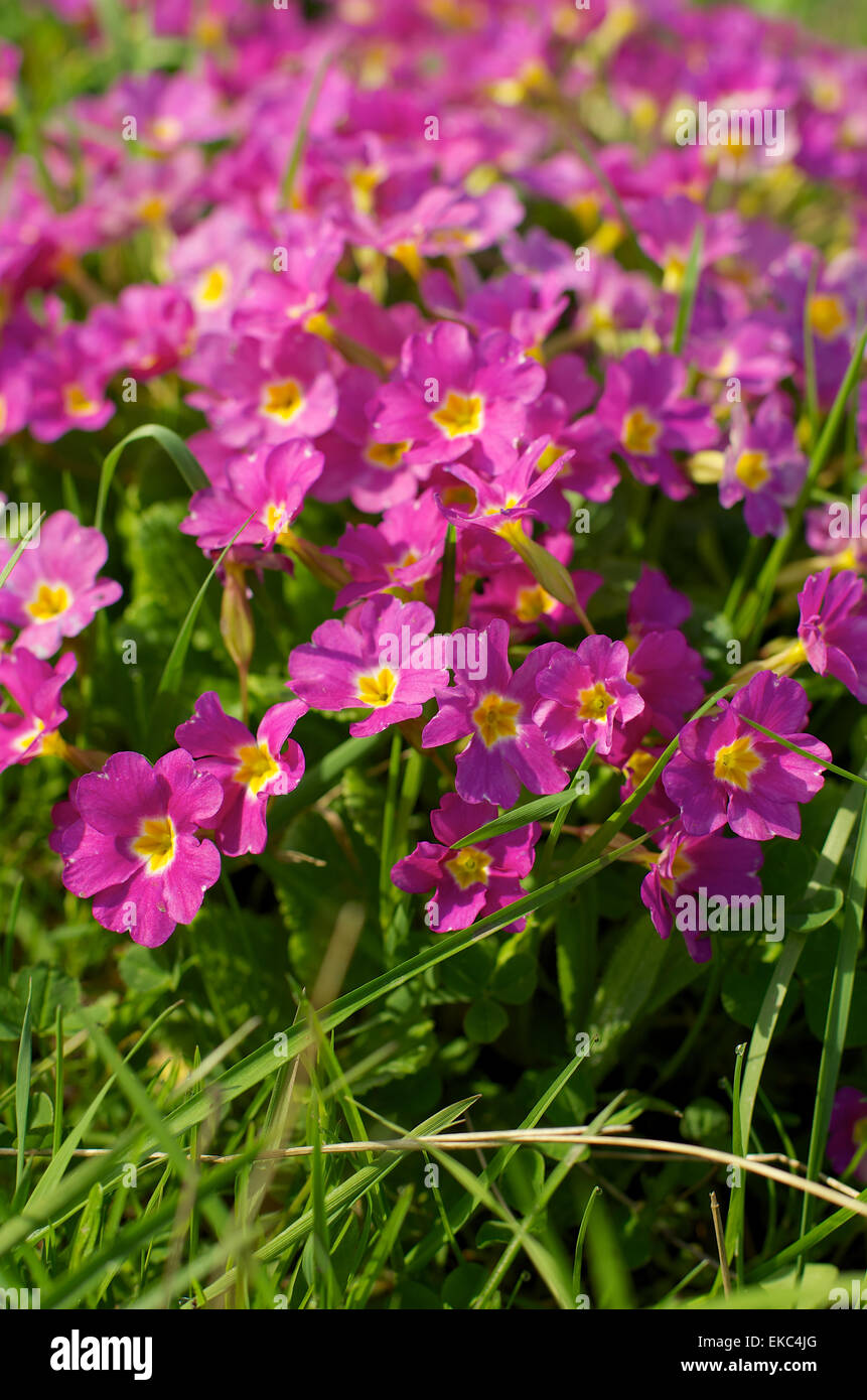 Variegated primrose hi-res stock photography and images - Alamy