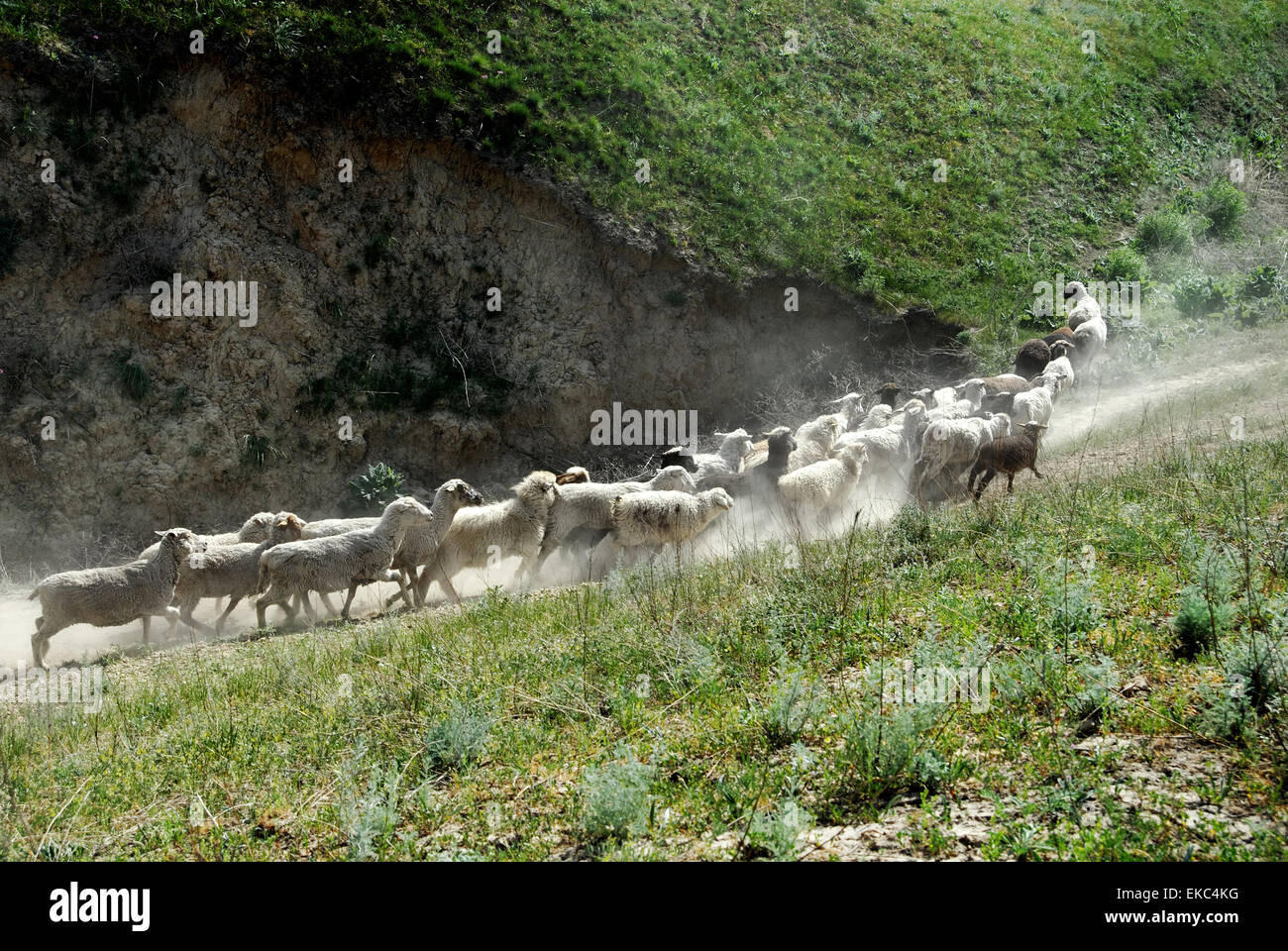 Raising stockbreeding hi-res stock photography and images - Alamy