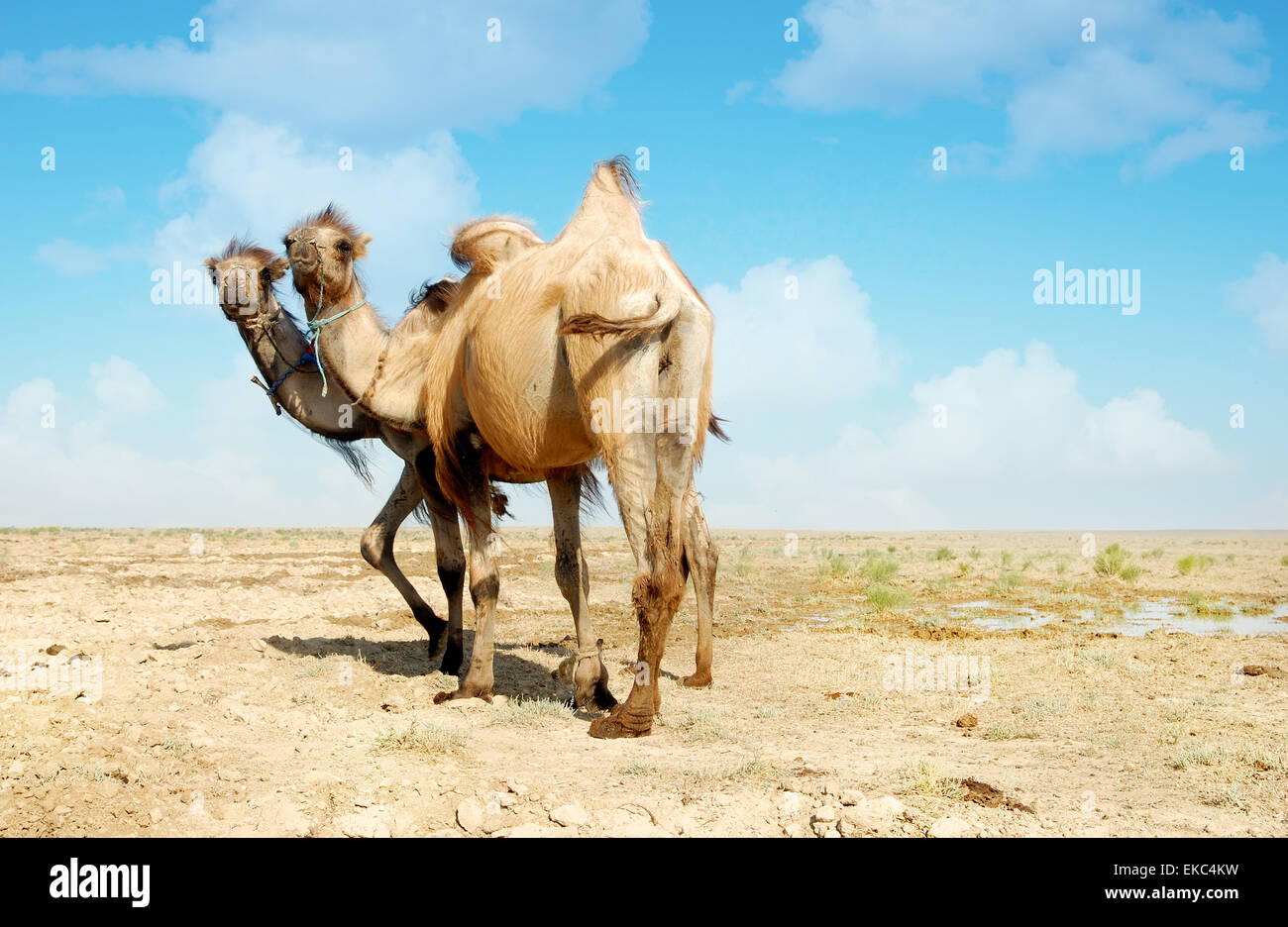 Two heads camel Stock Photo - Alamy