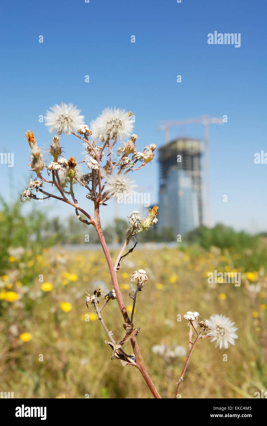 Plant and building Stock Photo - Alamy