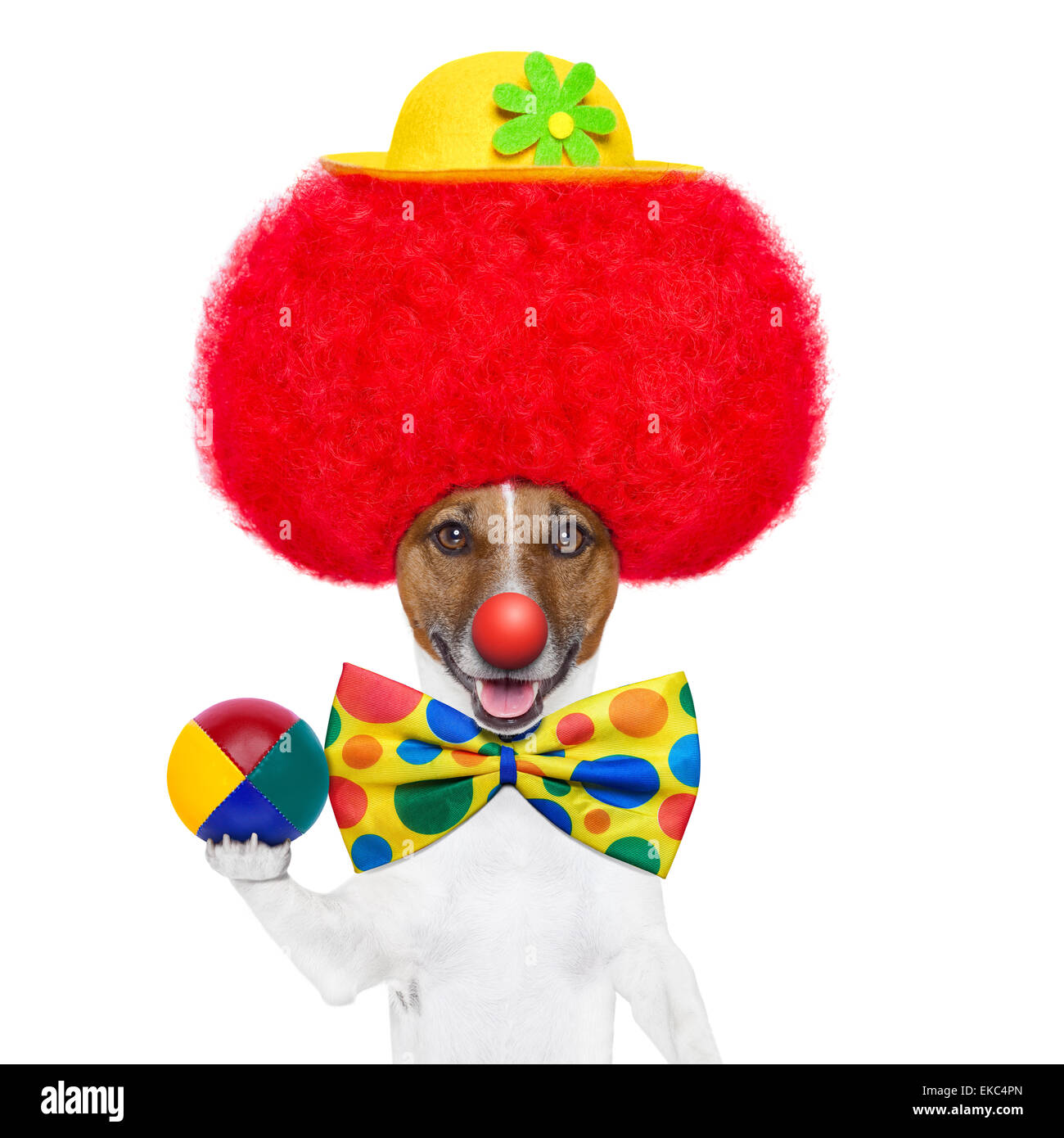 Dog clown hi-res stock photography and images - Alamy