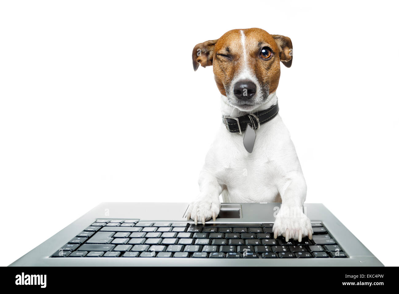 Dog computer screen hi-res stock photography and images - Alamy